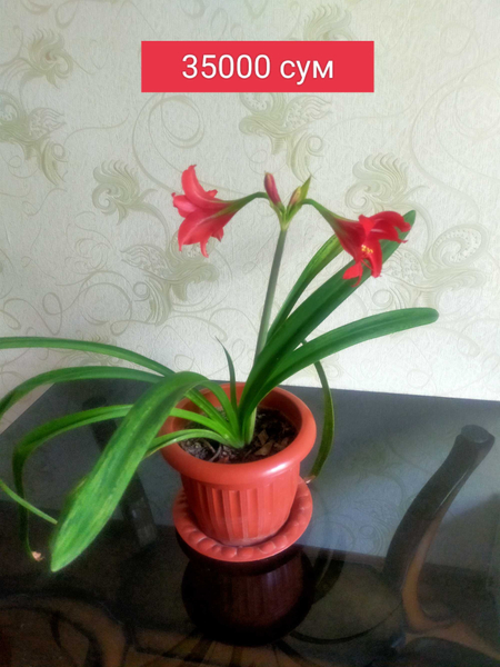 Продаются цветы спатифиллум и денежное дерево.