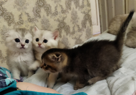 Шиншиллы котята здоровые