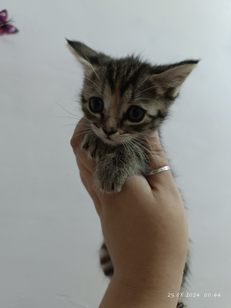 Продаются котята срочно