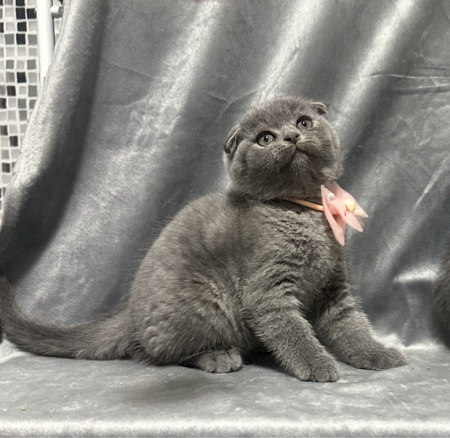 Продаються шикарные котята