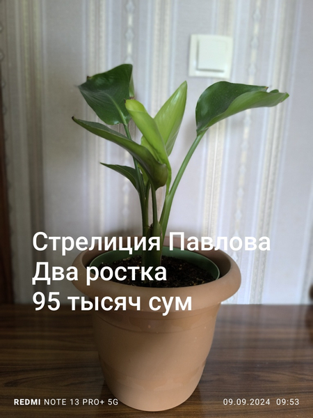 Стрелиции двух видов