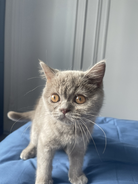 Котёнок кочешь страйк