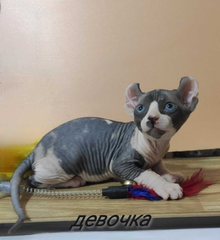 Котята сфинкс готовы у продаже