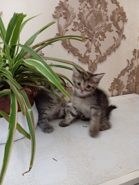 Отдам породистых котят