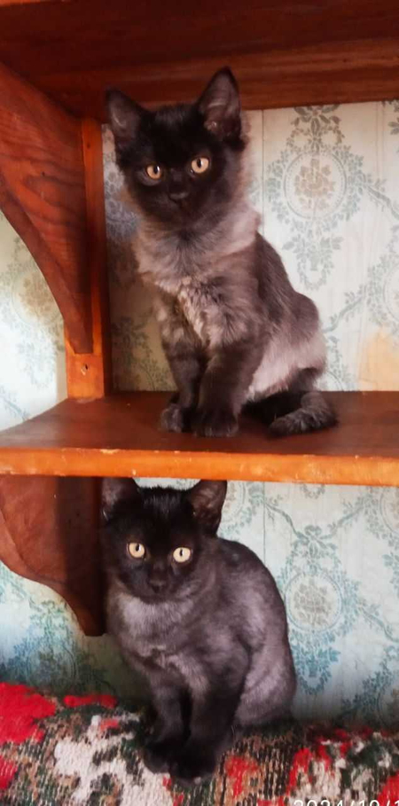 Котята в добрые руки. смотрите фото