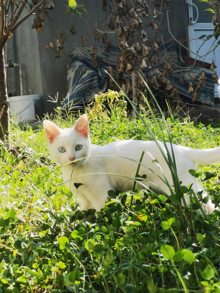 Котята бесплатно