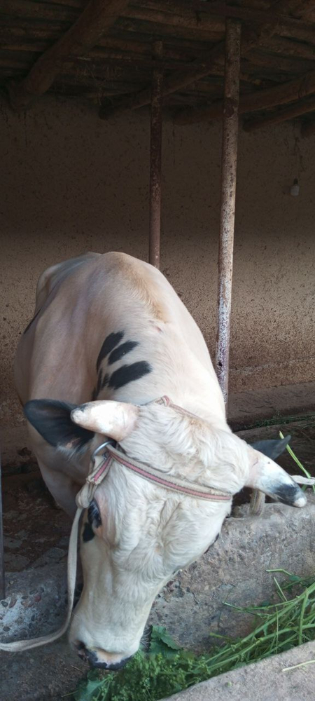 Buqala sotiladi kelishiladi