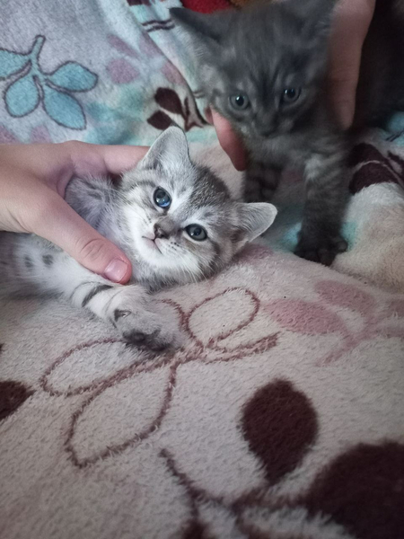 Котята от Британской кошки