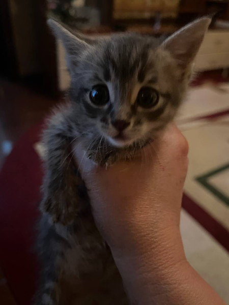 Бесплатно котятки ищут дом