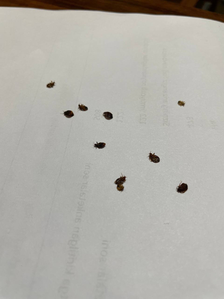 Средство от клопов из США - OODIX bed bug.  Klopa dori-OODIX bed bug.