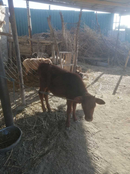 Ona bola sigir sotiladi