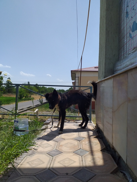 Собака хаски ранги кора ок