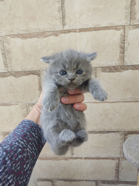 britanskiy mushu bolasi