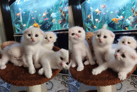 Мы предлагаем вам 5 очаровательных котят!