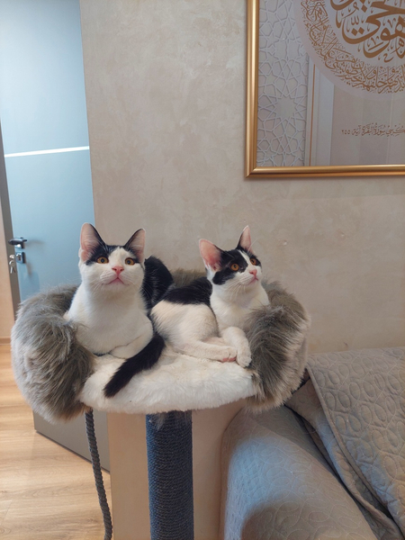 Котёнок девочка. Очень ласковая