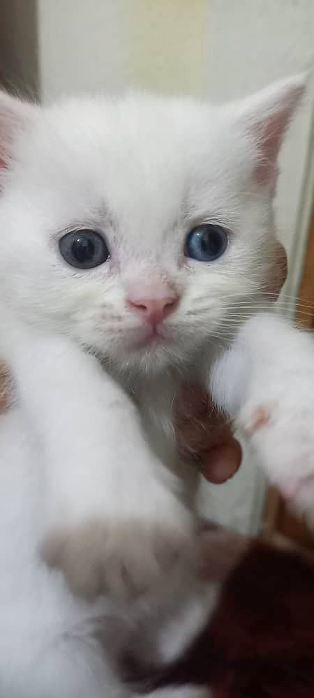 Продаются котята 4 шт