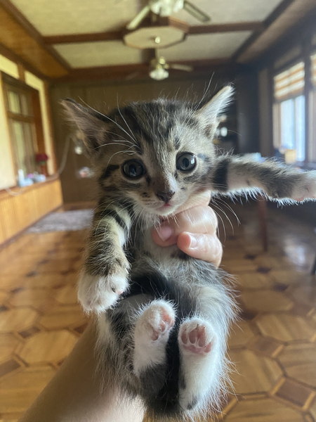 Котята 1.5 месяца