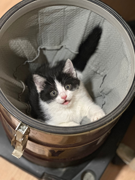 Отдам котёнка в хорошие руки!