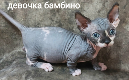 Канадские сфинксы