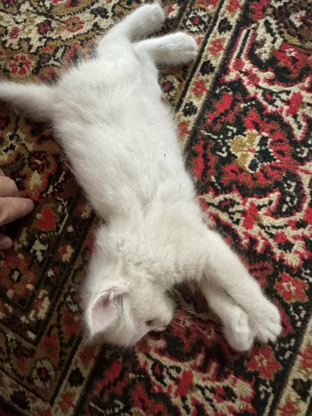 Кошка 1,5 мес