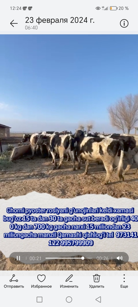 Bo'g'oz g'unojinlari chorni pyoster 25 sut beradigan