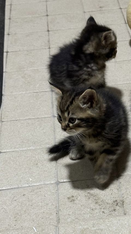 2 ta mushukcha tekinga beriladi