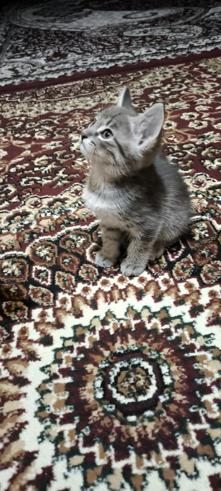 2 oylik Mushulchala