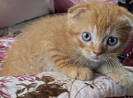 Котята скоттиш фолд