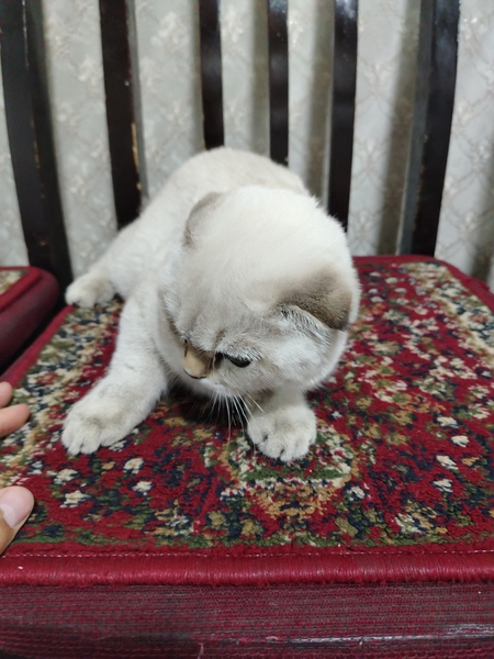 Scottish Fold mushuk кошки