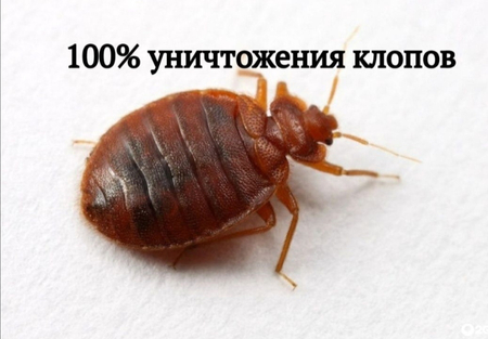 Дезинфекция дезинсекция