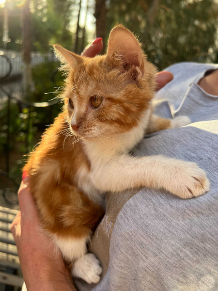 Рыжий мраморный котенок