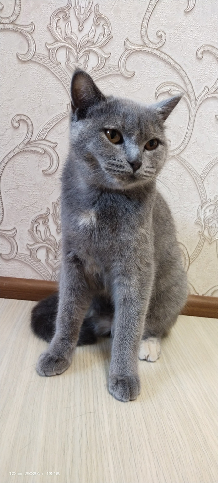 Продается Котенок