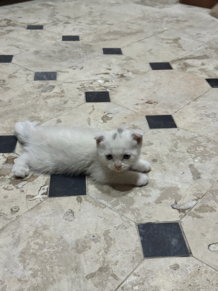 Britaniskiy scottish fold sotiladi