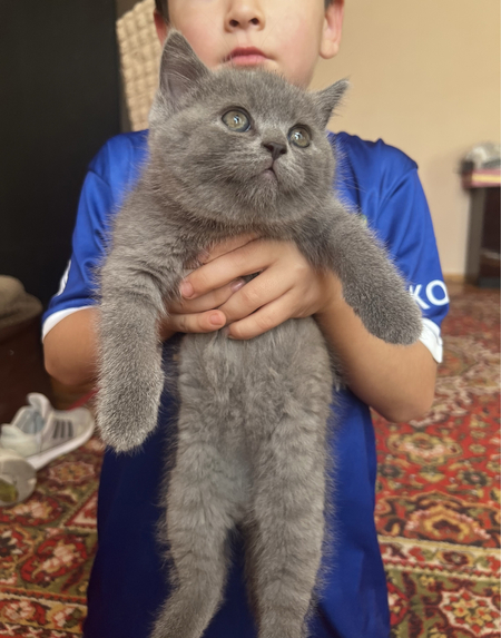 Вислоухий мальчик