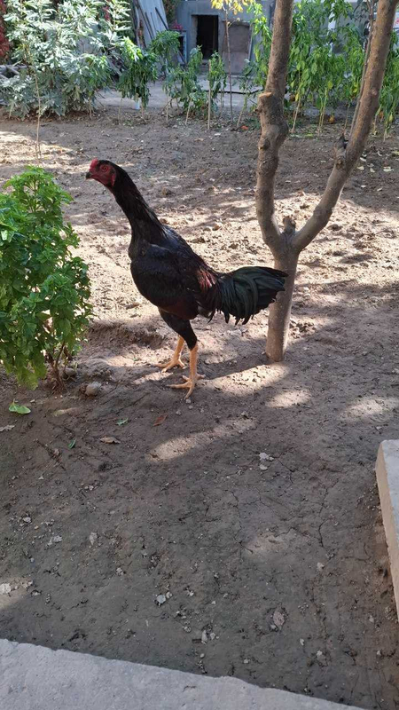 Gibrid Xoroz Sotiladi