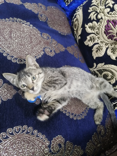 Отдам даром котят в хорошие руки