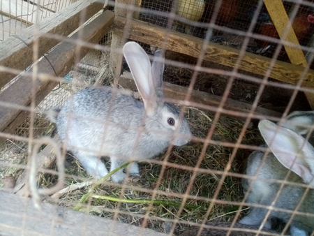 Qoyon bolalari sotiladi 5 oylik
