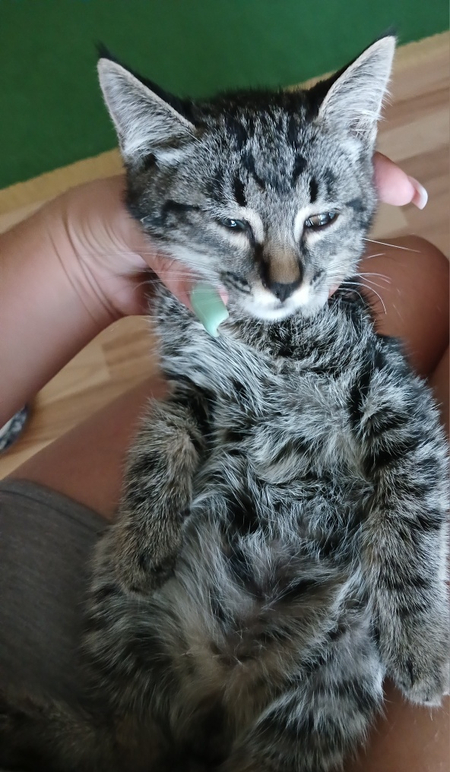 Котёнок, серый красавец, мальчик 4 мес, лоток знает, игривый