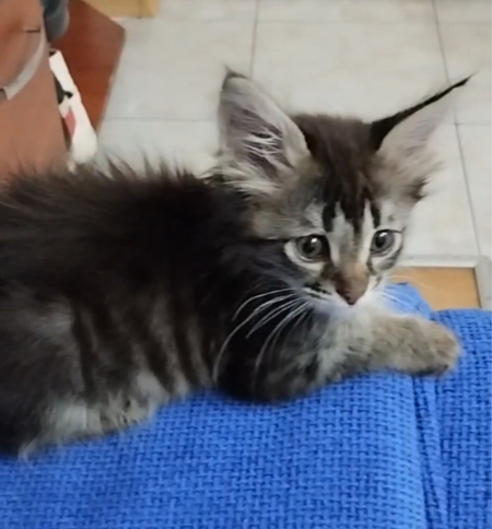 отдам котенка в добрые руки