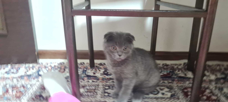 Вислоухий котёнок, 3 месяца