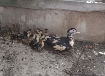 o’rdaklar sotiladi jo’jalari bilan
