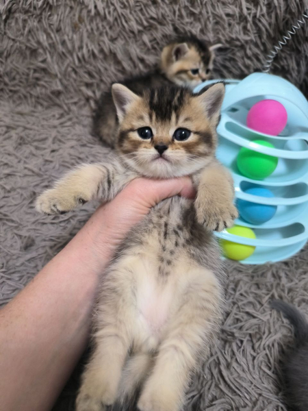 Щикарная девчонка