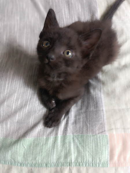 Котят Русская голубая
