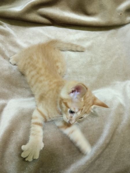 Котенок отдам тому кому надо