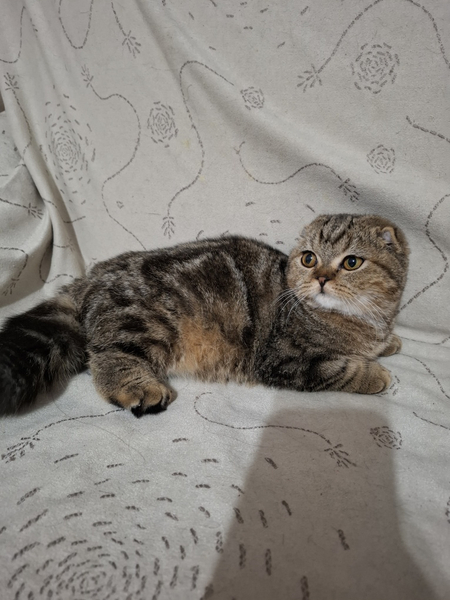 Кошечка 4 месяца