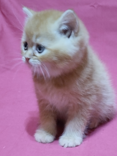 Продаются котята шотландцы