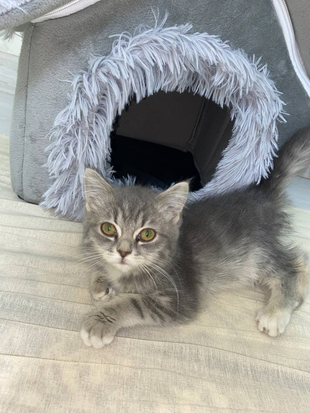 Британский котёнок домик есть всё есть