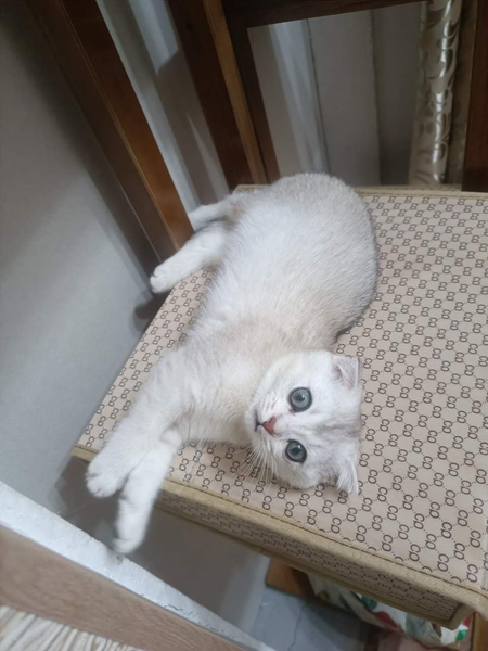 Срочно продаётся котёнок скоттиш фолд