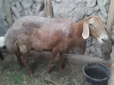 Арашан эдилбай пародалардан она куй