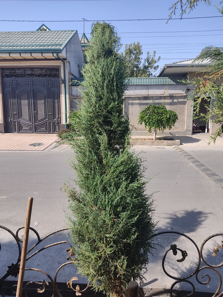 Uzumlarni xomtok qilaman